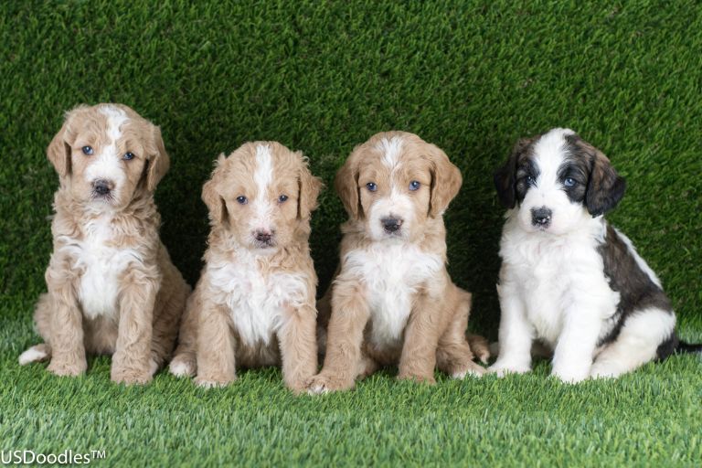 F1b Labradoodle Main gallery photo – USDoodles