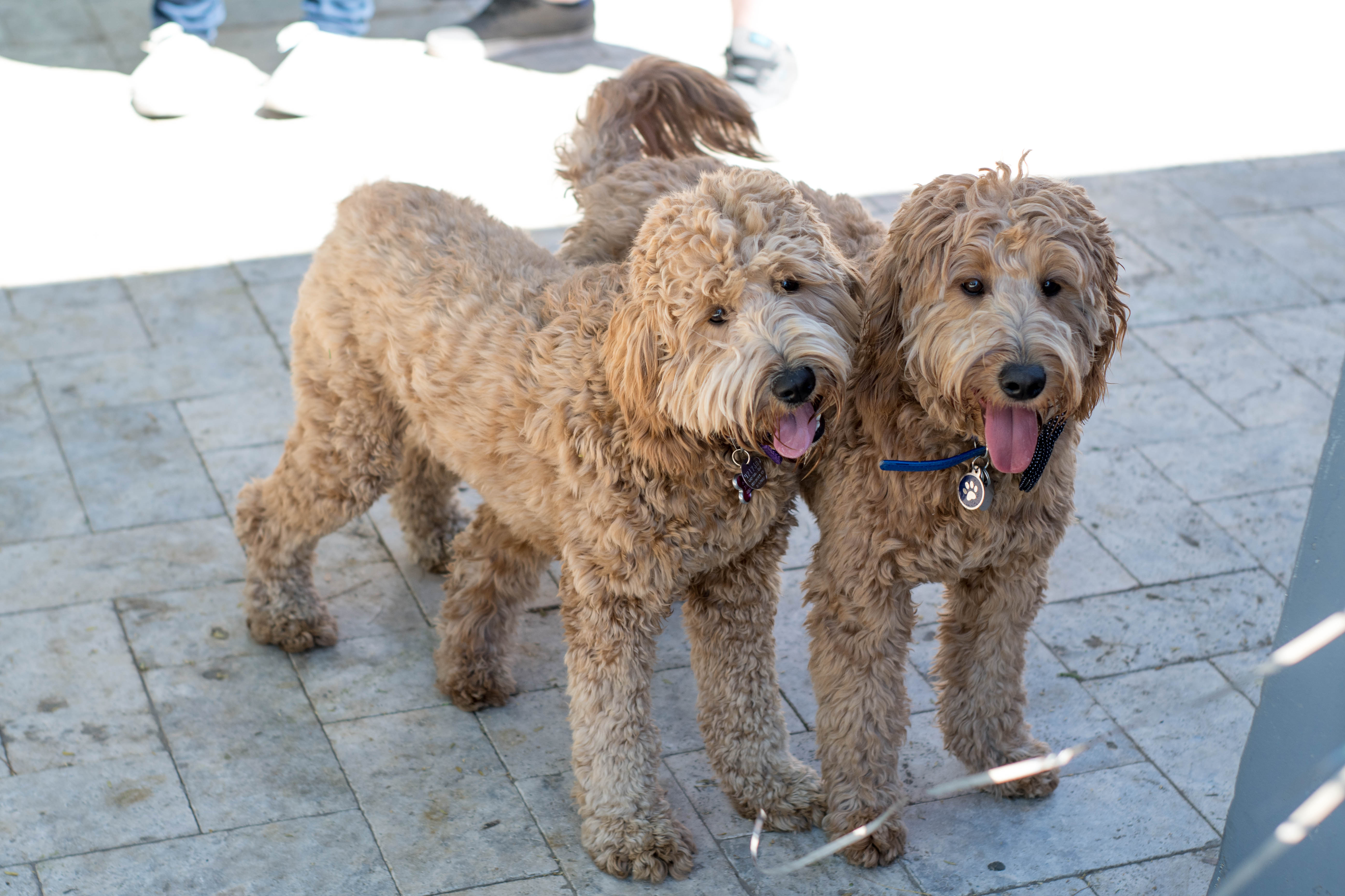 Photo Gallery- F1 Goldendoodle 18 – USDoodles
