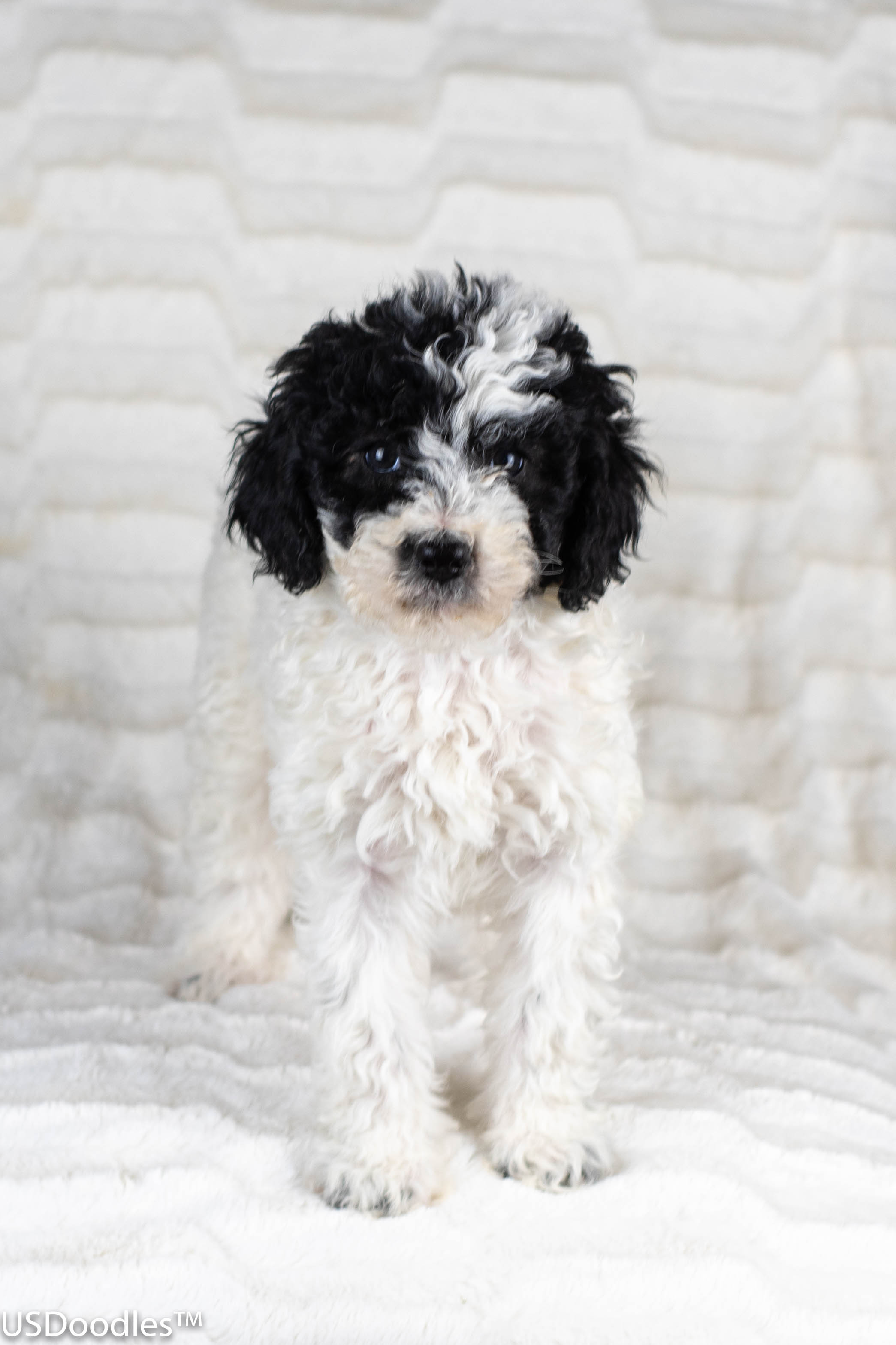 Photo Gallery- F1b Labradoodle 3 – USDoodles