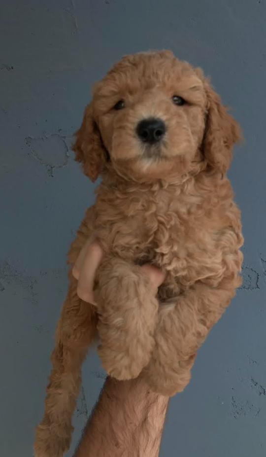 Photo Gallery- F1b Labradoodle 56 – USDoodles