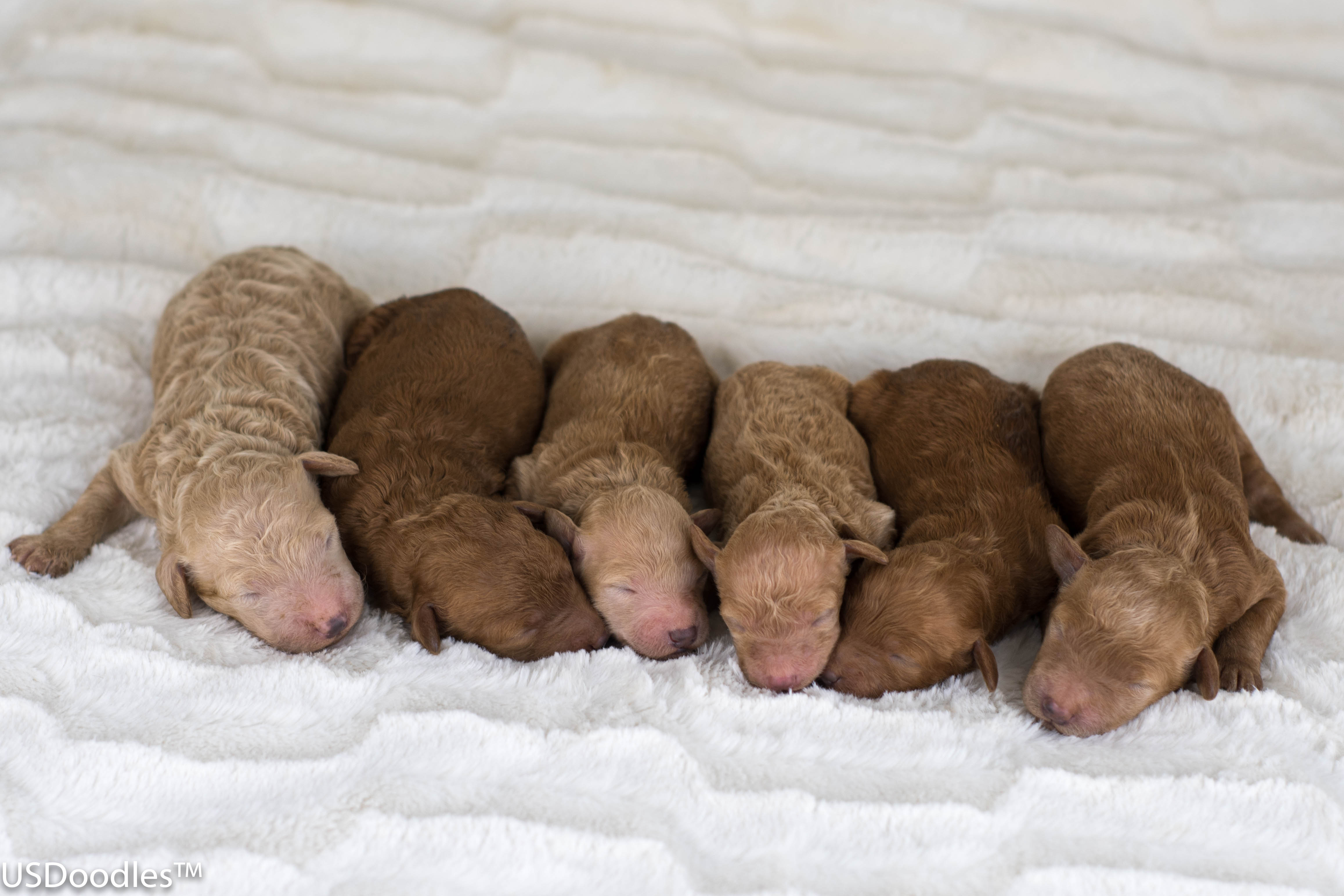 Photo Gallery- F1b Labradoodle 61 – USDoodles