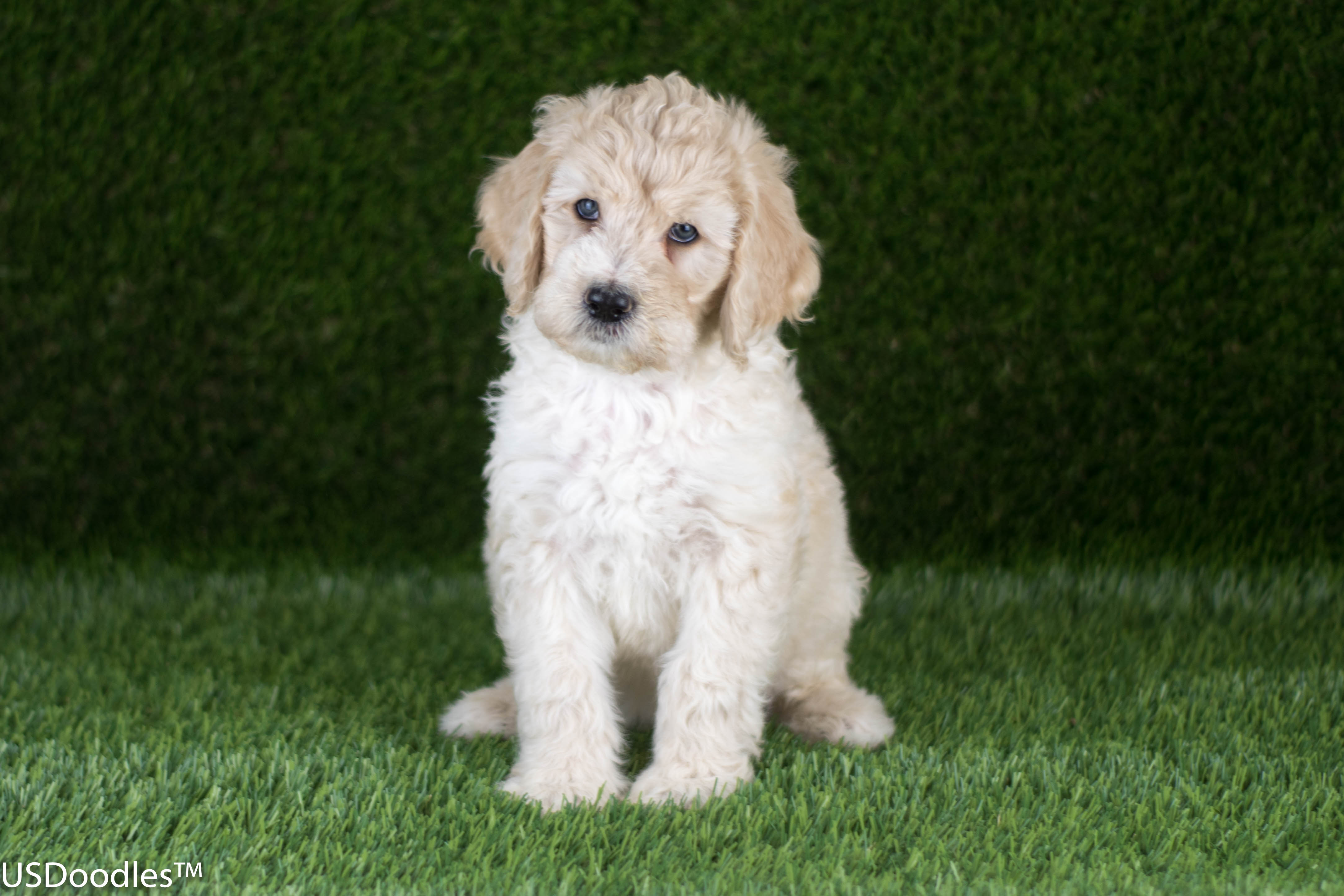 Photo Gallery- F1b Labradoodle 68 – USDoodles