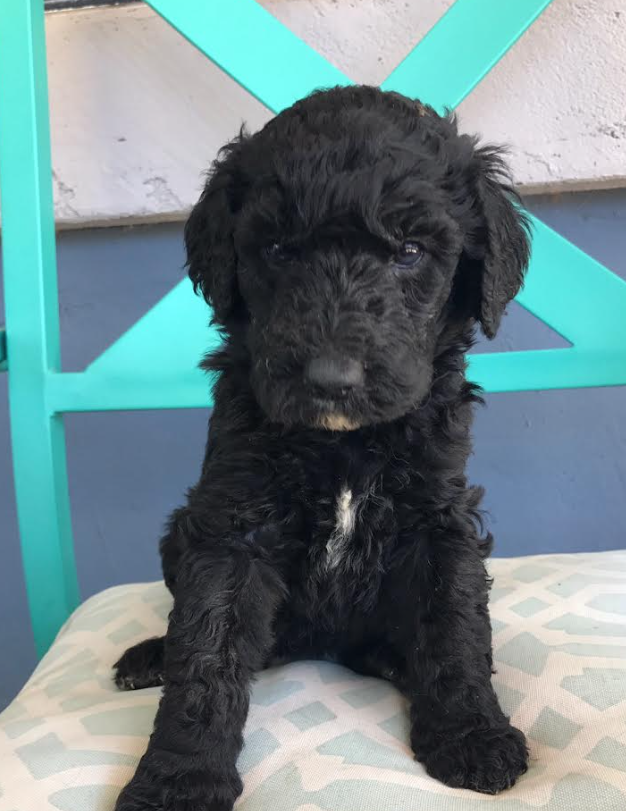 Photo Gallery- F1b Labradoodle 71 – USDoodles