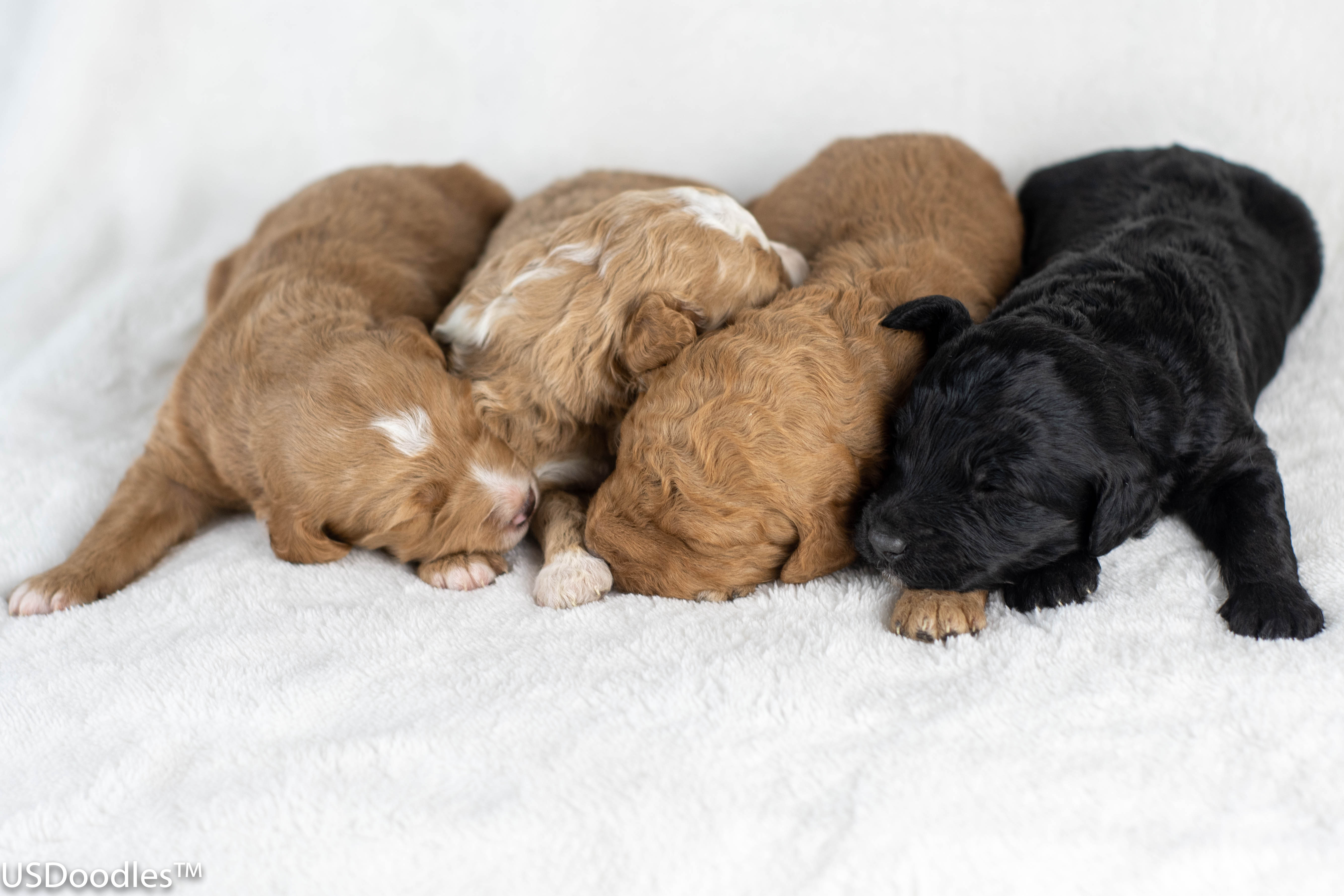 Photo Gallery- Golden-Springerdoodle13 – USDoodles