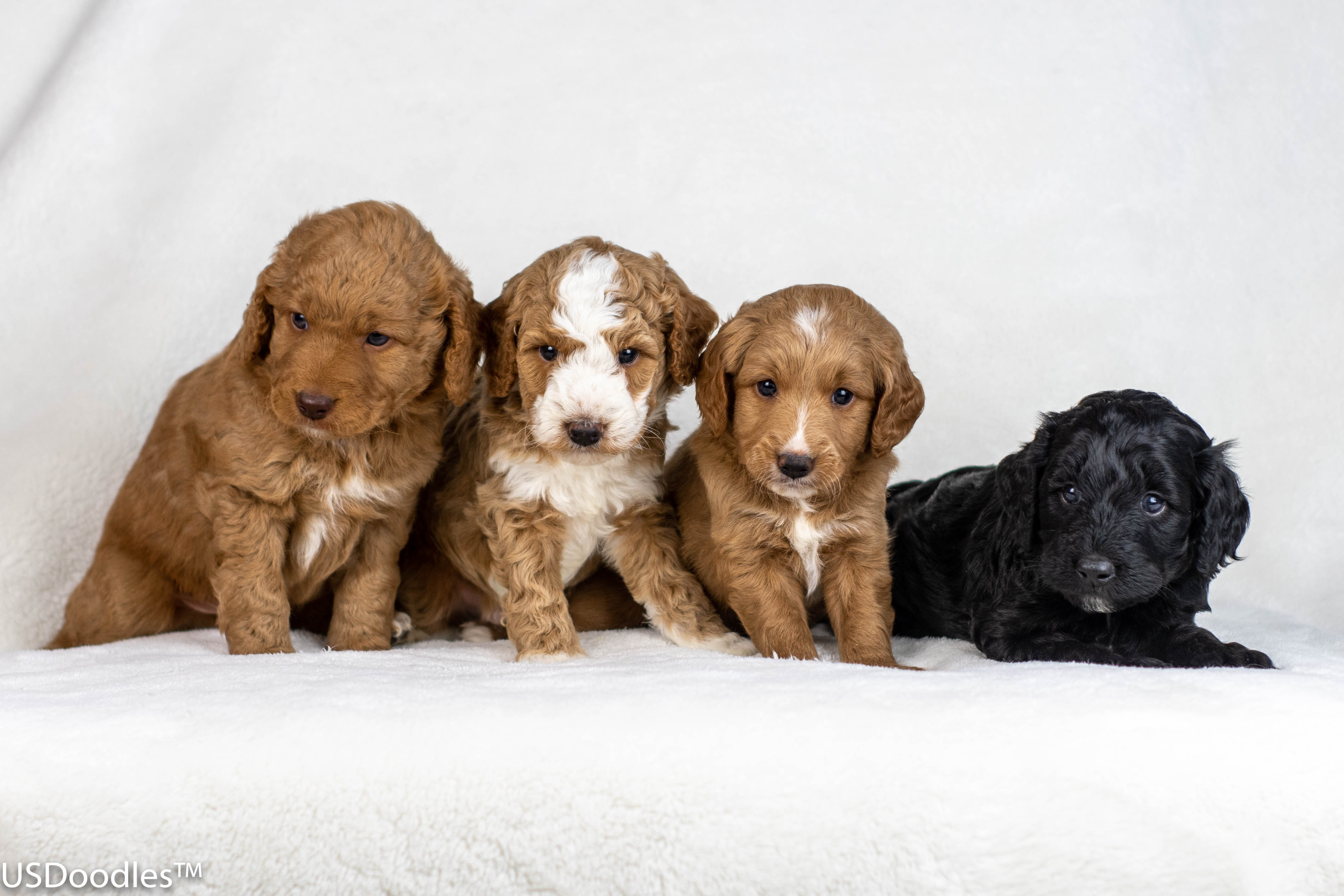 Photo Gallery- Golden-Springerdoodle4 – USDoodles