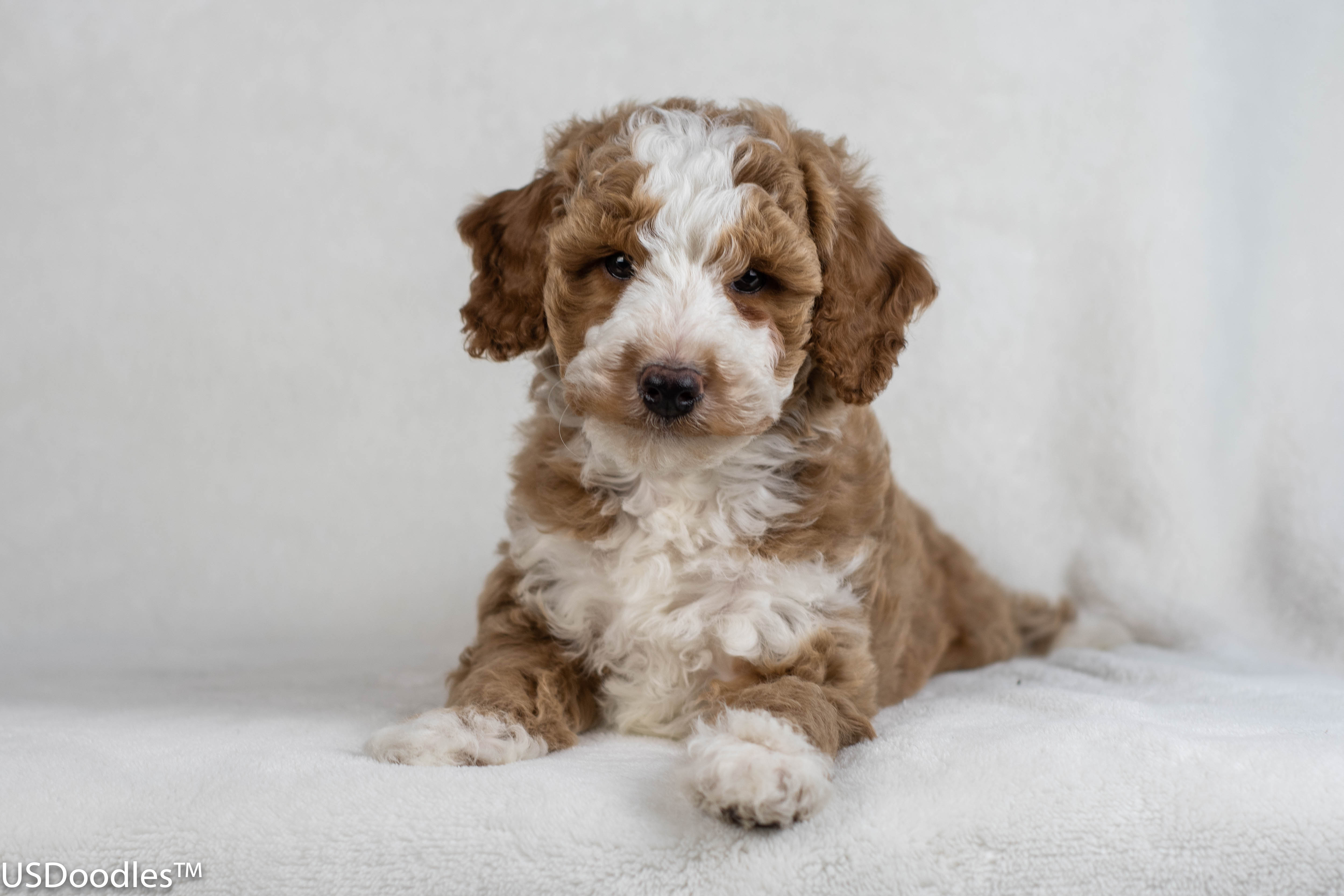 Photo Gallery- Golden-Springerdoodle6 – USDoodles