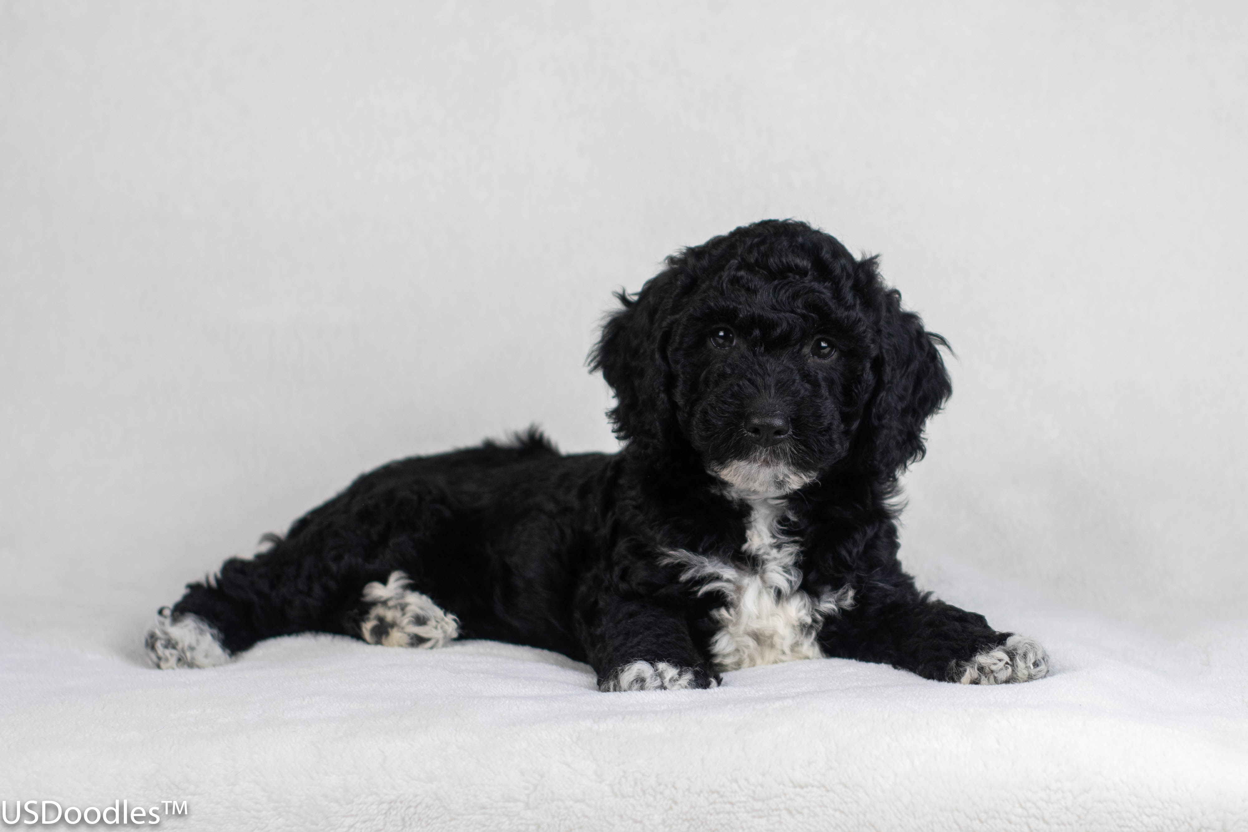 Photo Gallery- Golden-Springerdoodle9 – USDoodles