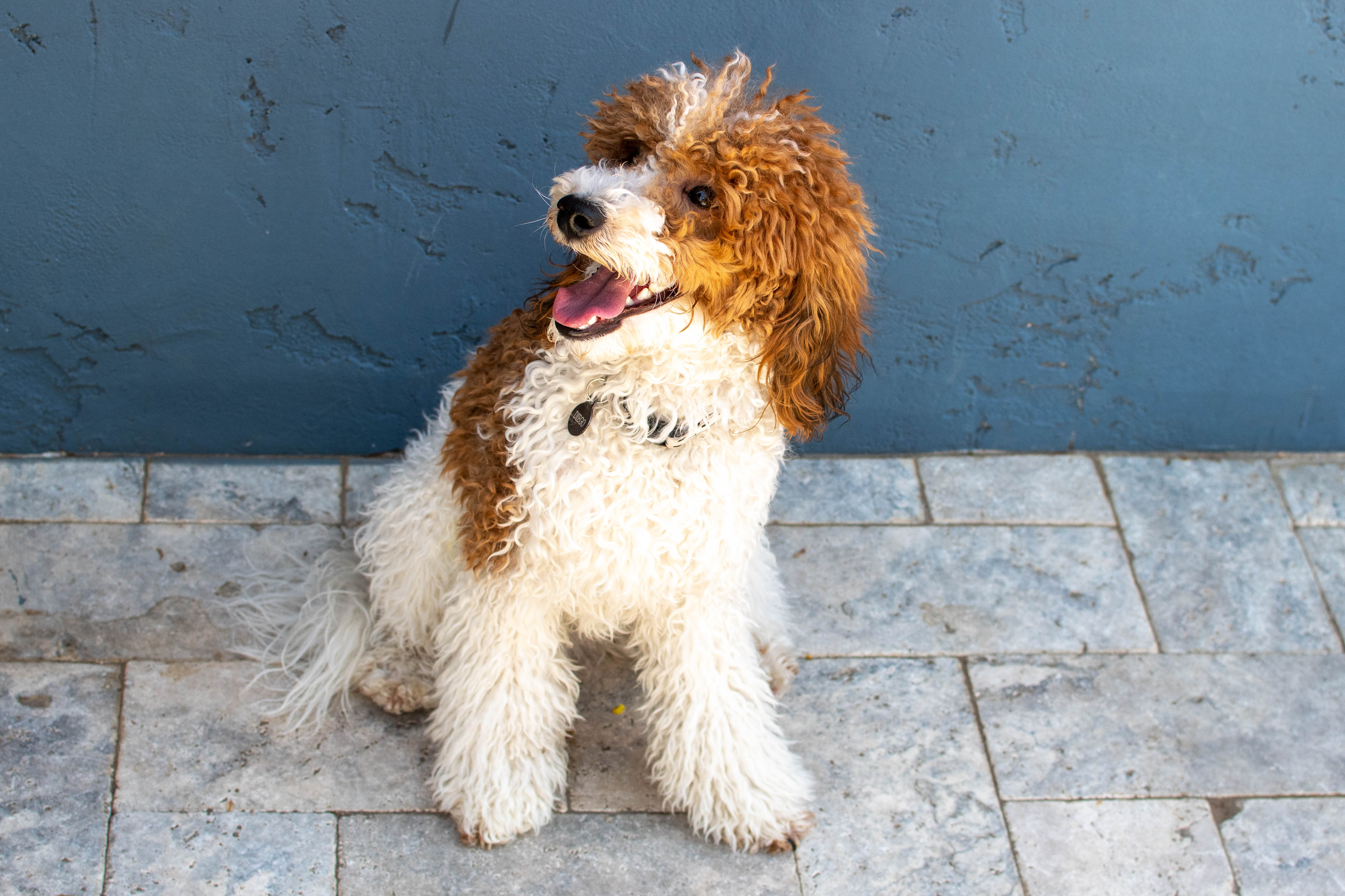 Diego – USDoodles
