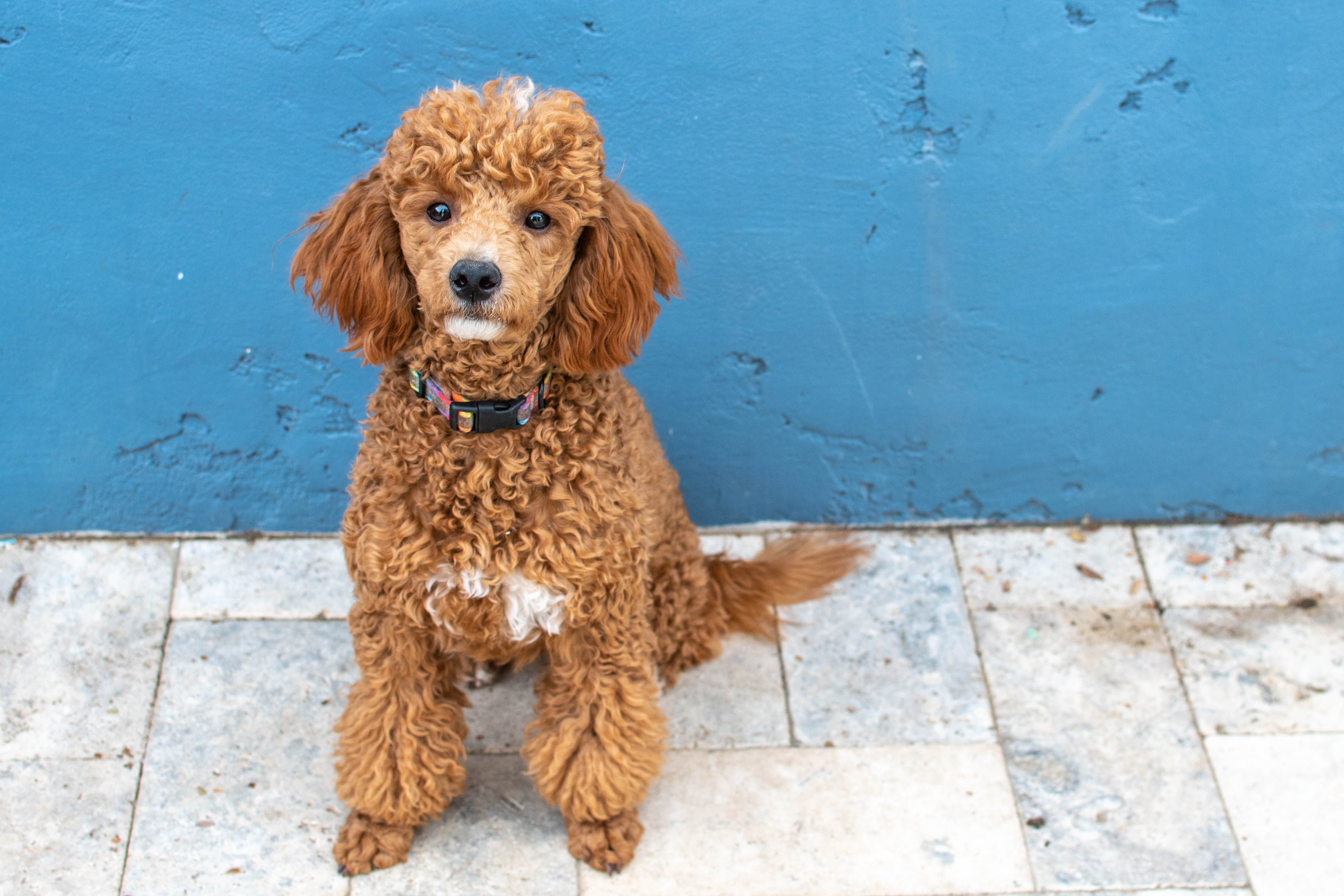 Dolly-6 – USDoodles