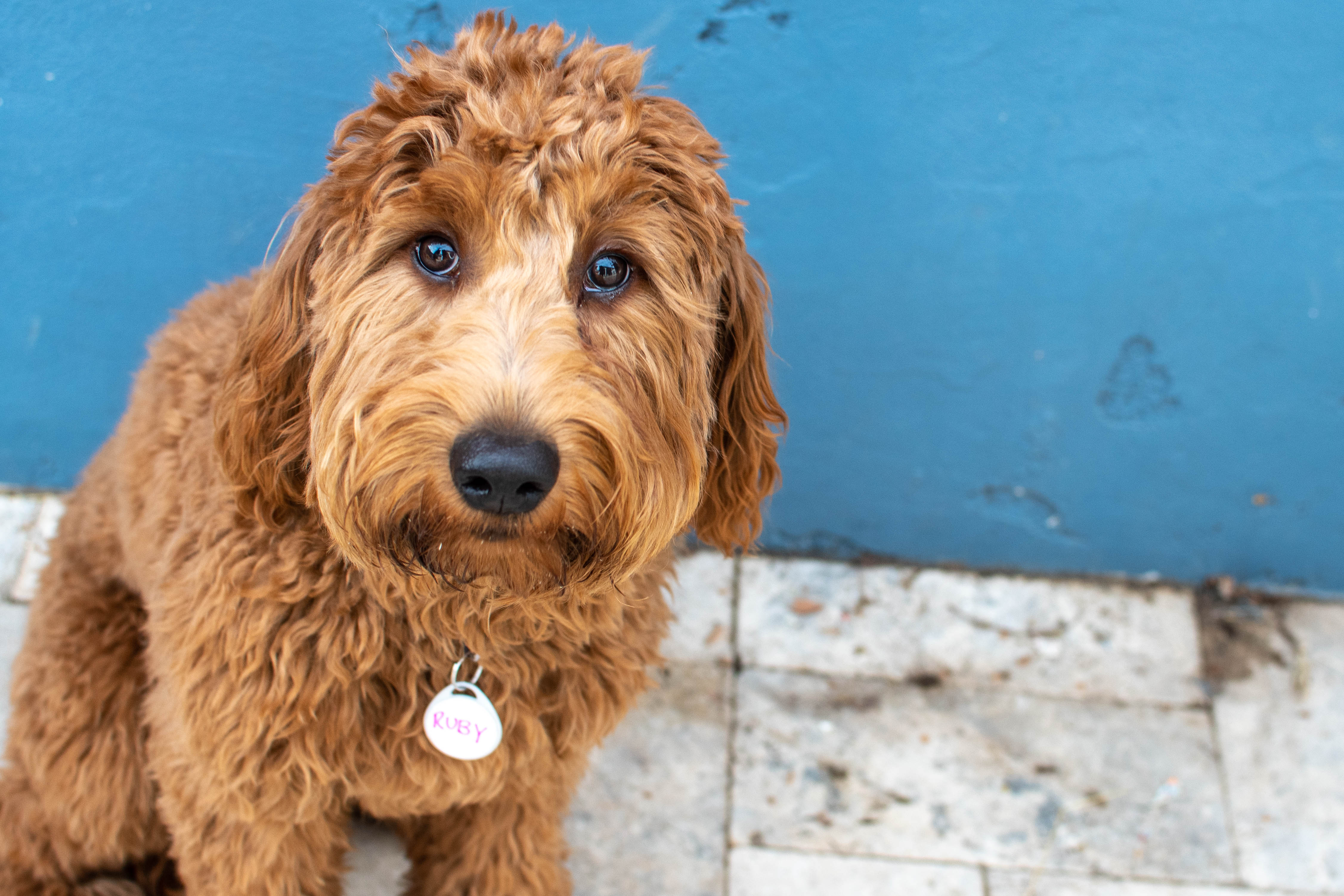 Ruby-4 – USDoodles