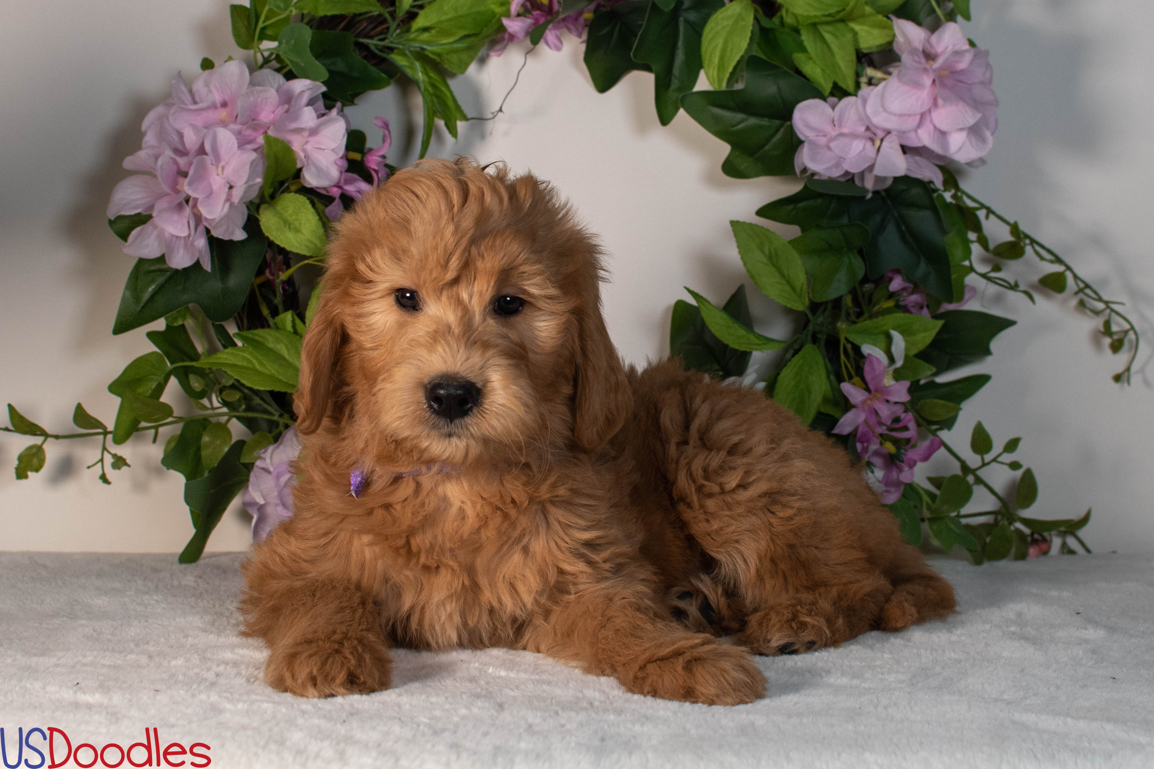 January2022CarterWeek8PurpleMale-3 – USDoodles