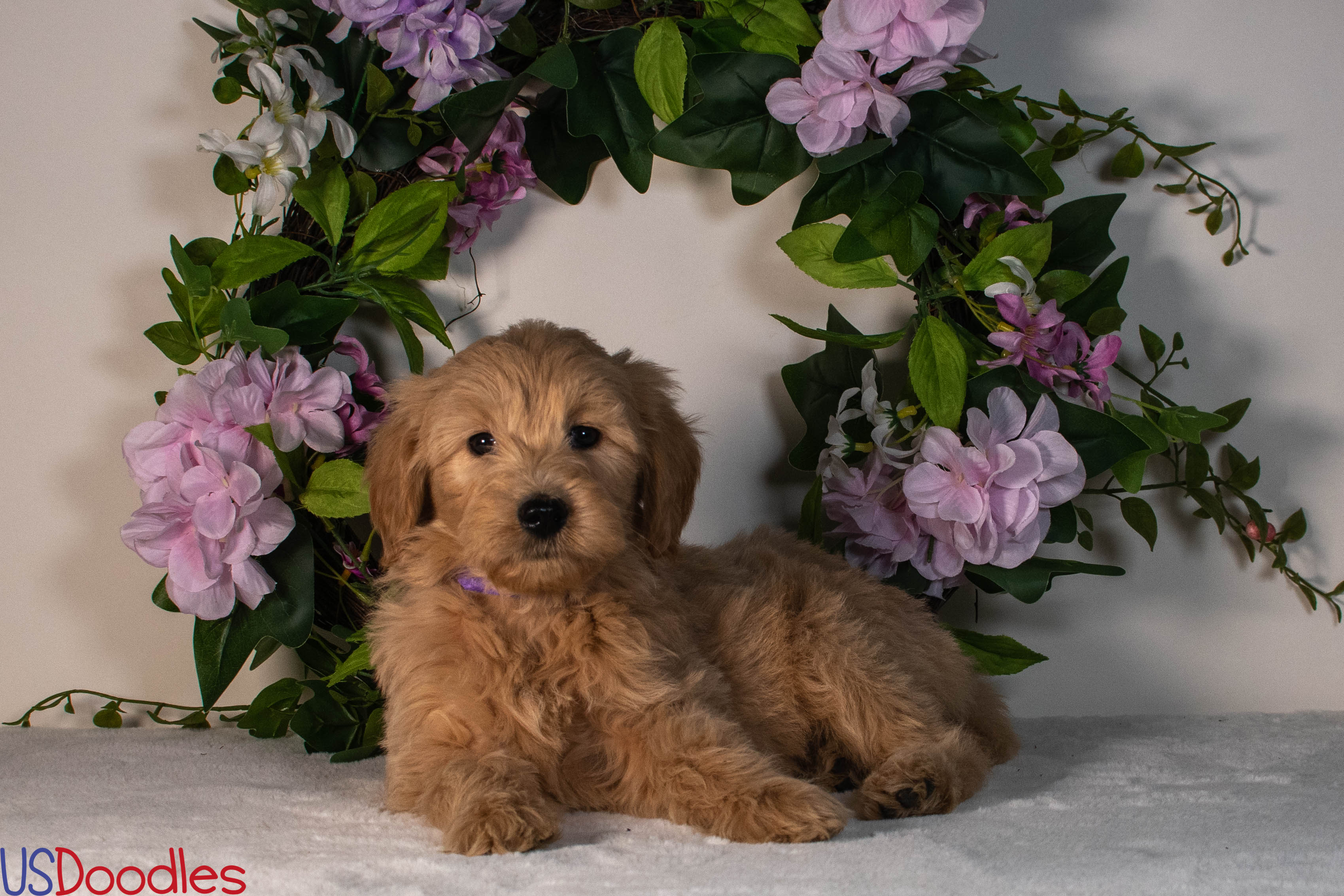 Available Puppies – USDoodles