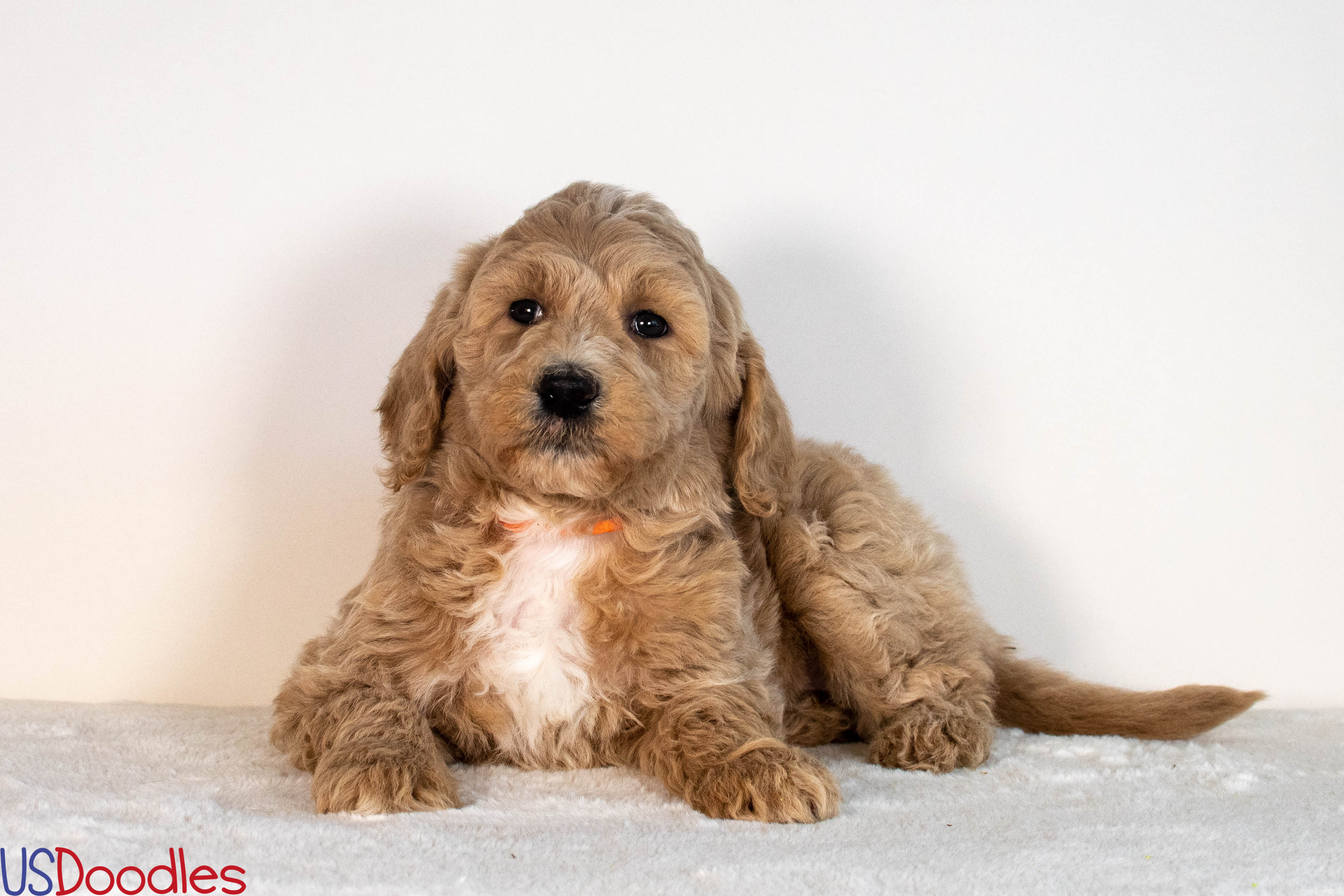 April2022CandyAvailableFemale-Orange 35-45-2 – USDoodles