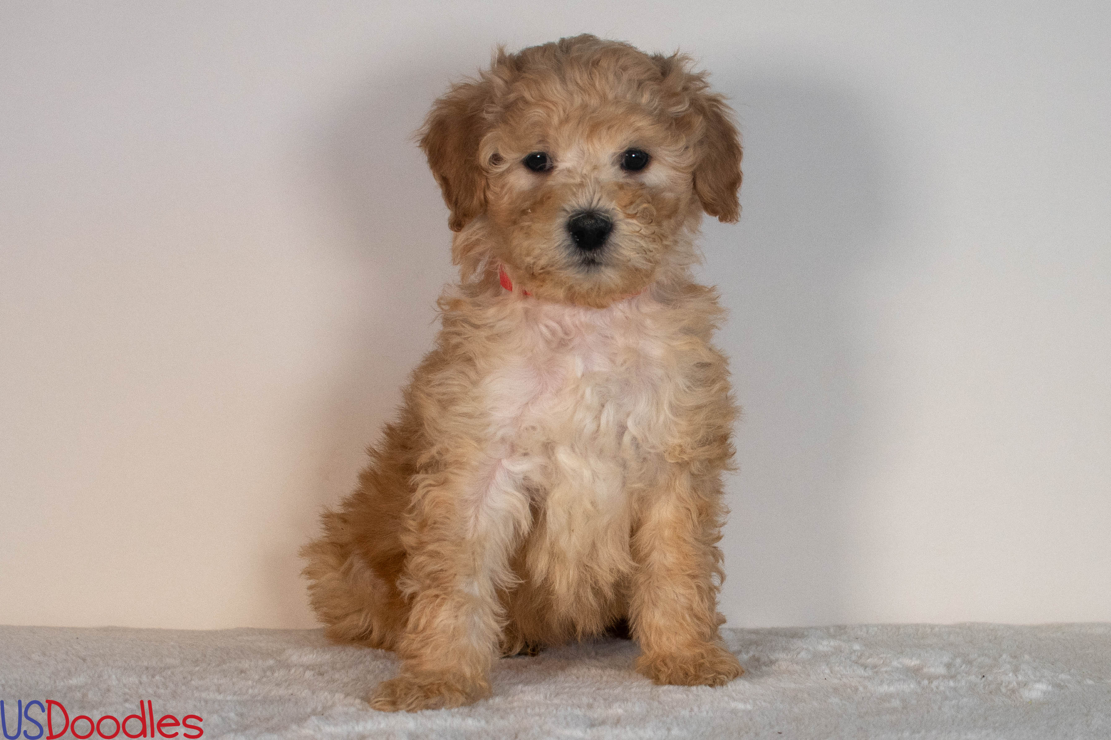 Available Puppies – USDoodles