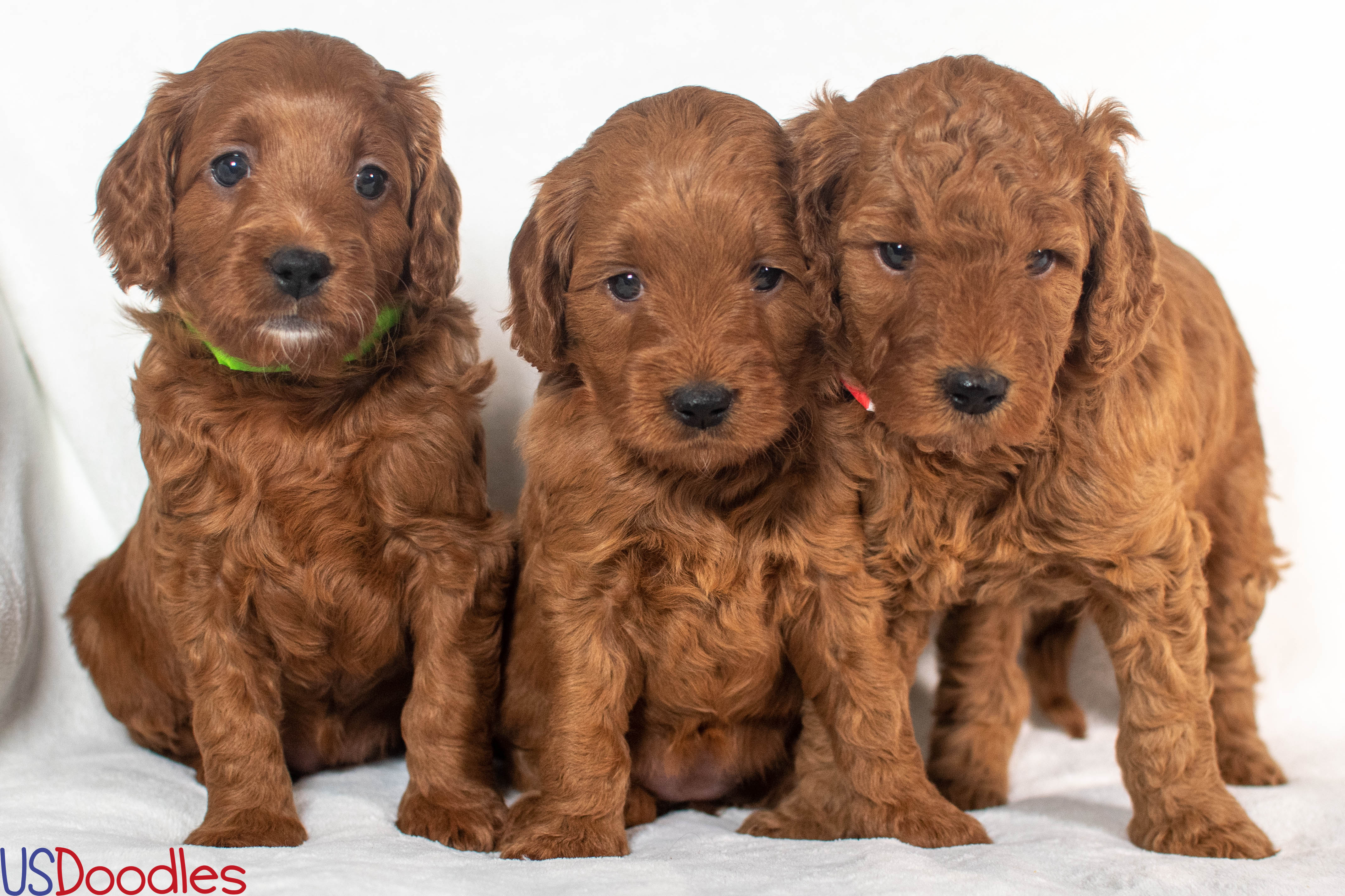 April2022PeachesWeek5 – Females-1 – USDoodles