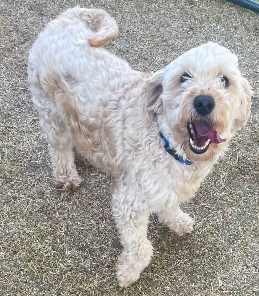 June2022Candy-Parent-13 – USDoodles