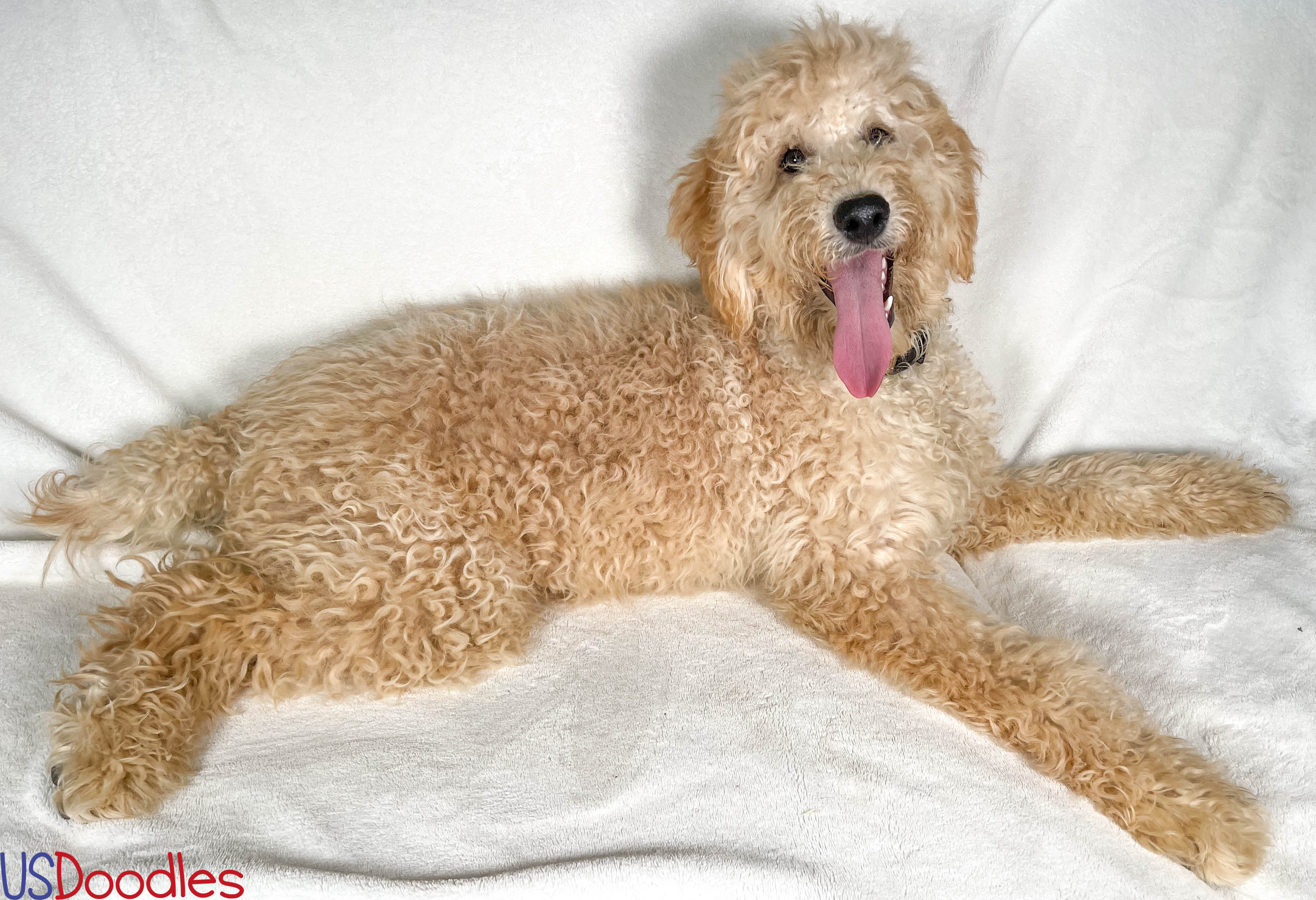 Available Puppies – USDoodles