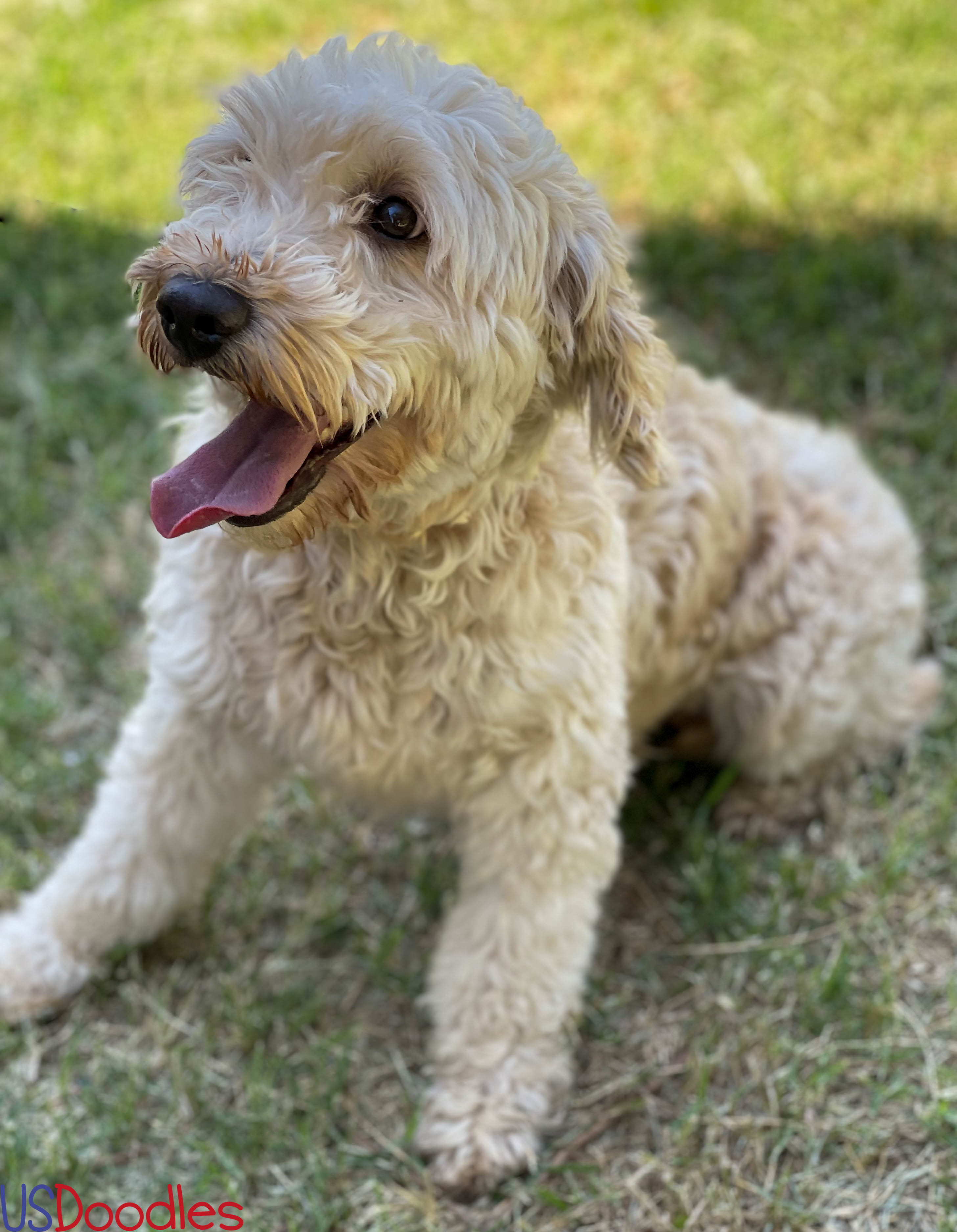 Candy Parent4 – USDoodles