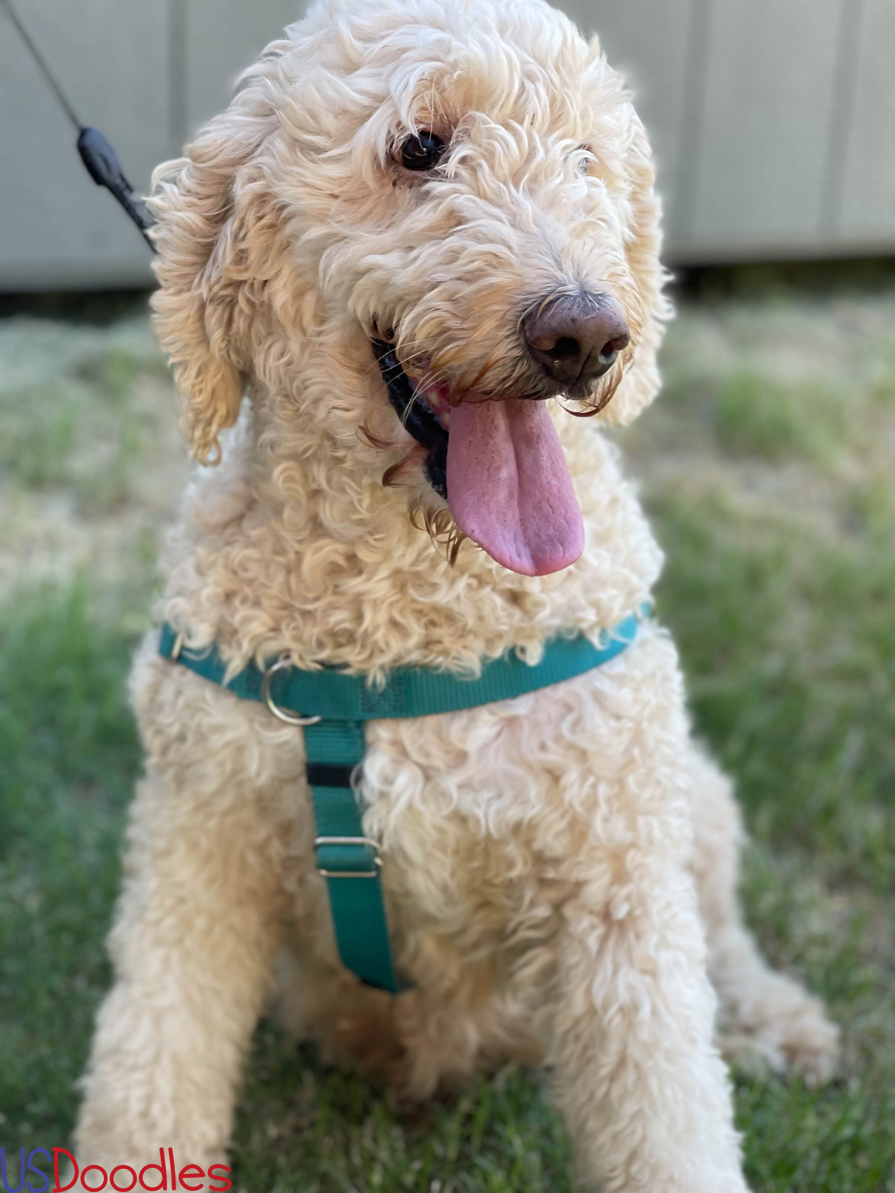 June2022Tigger-Parent Photo-2 – USDoodles