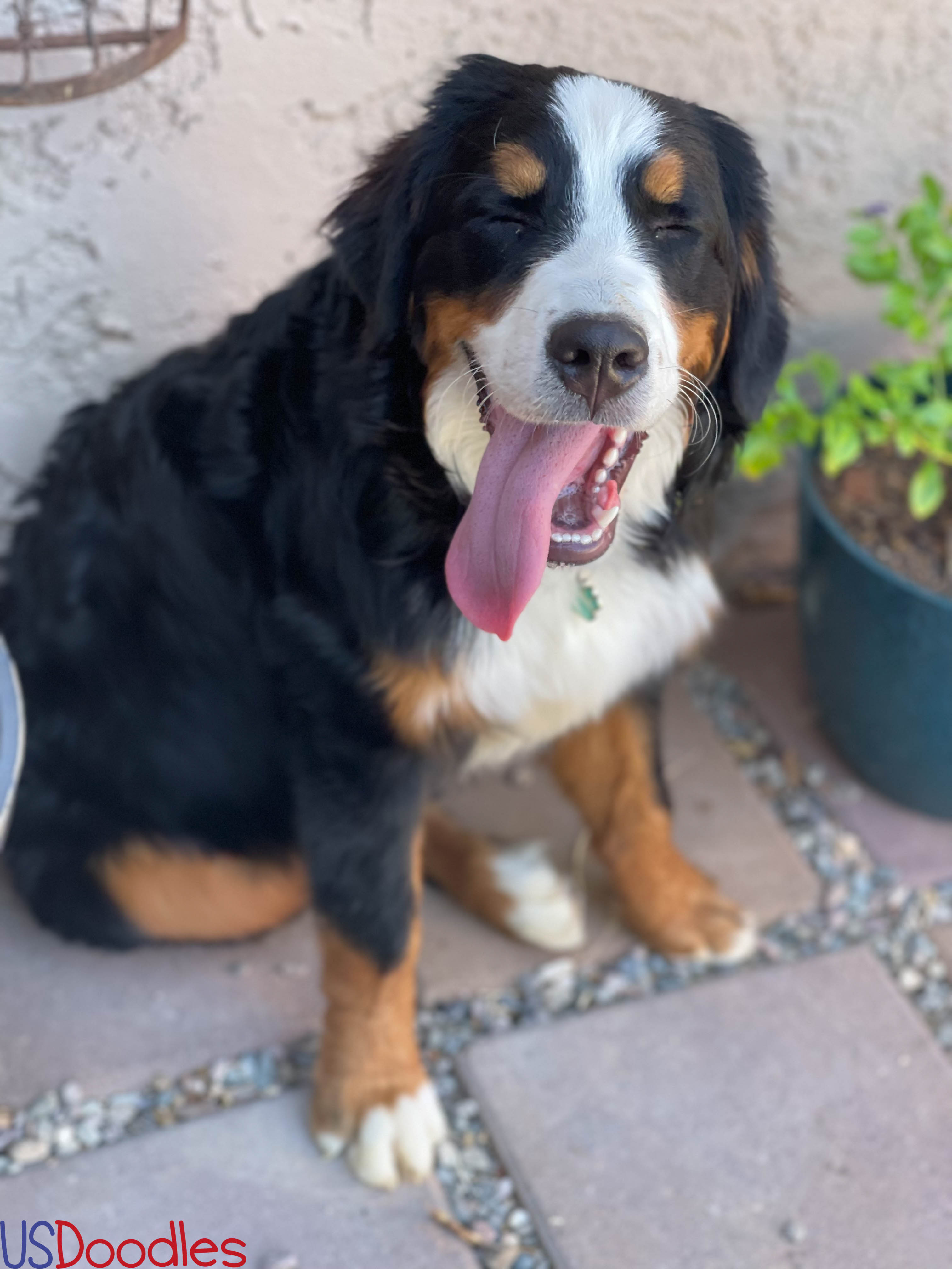 September2022Maggie-Guardian Photos-1 – USDoodles