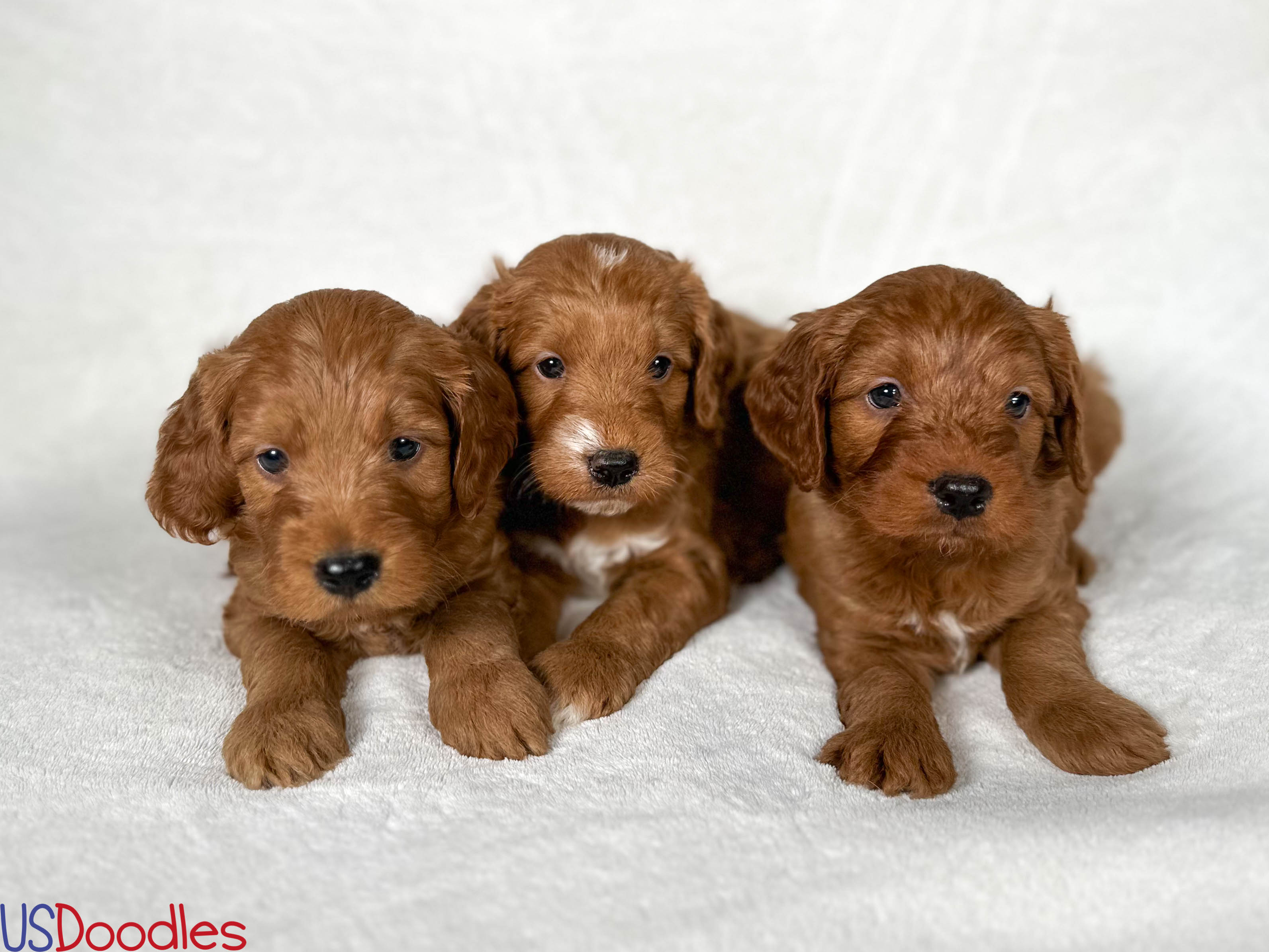 November2022Annie-Week5Males-2 – USDoodles