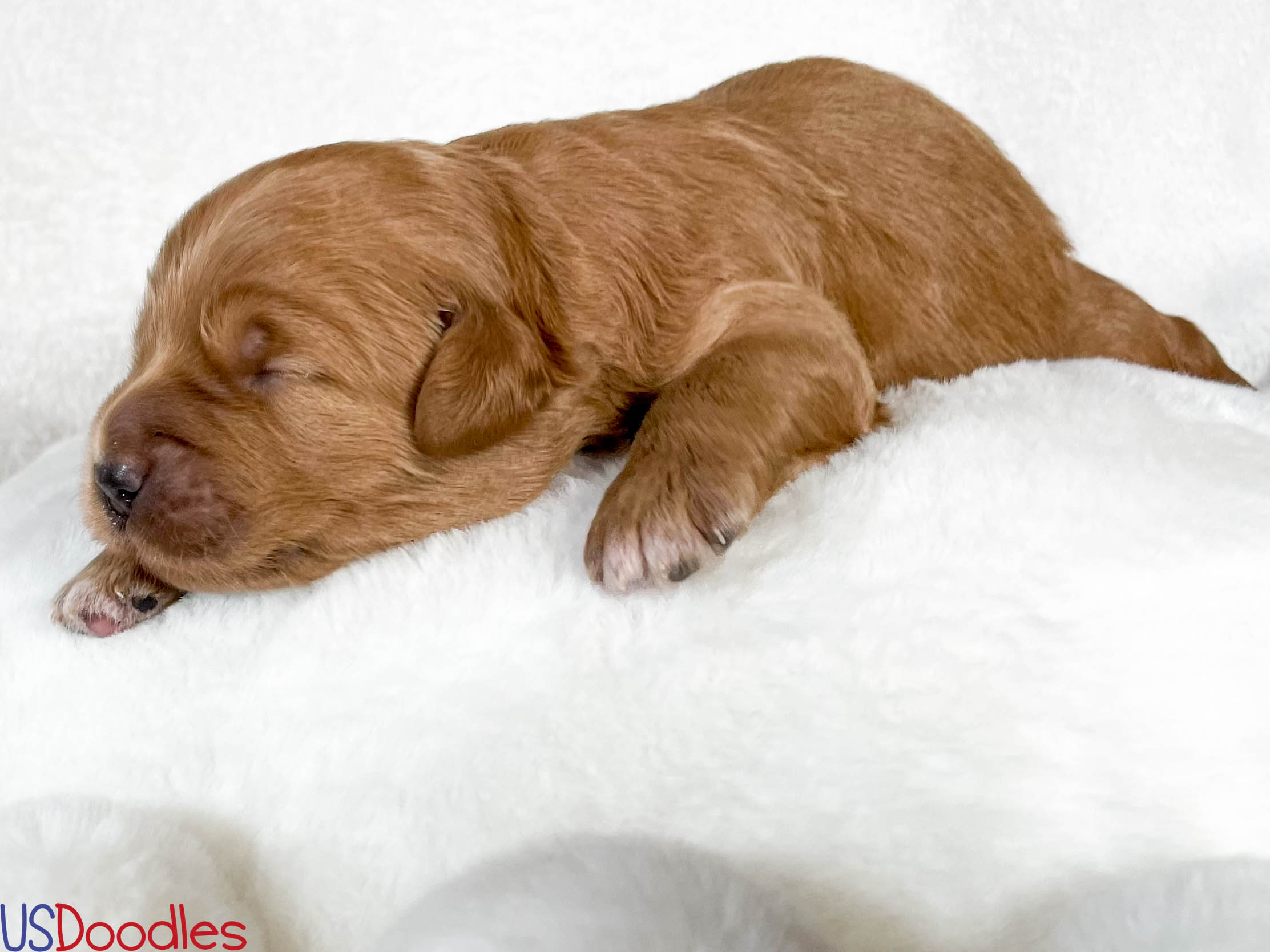 Available Puppies – USDoodles