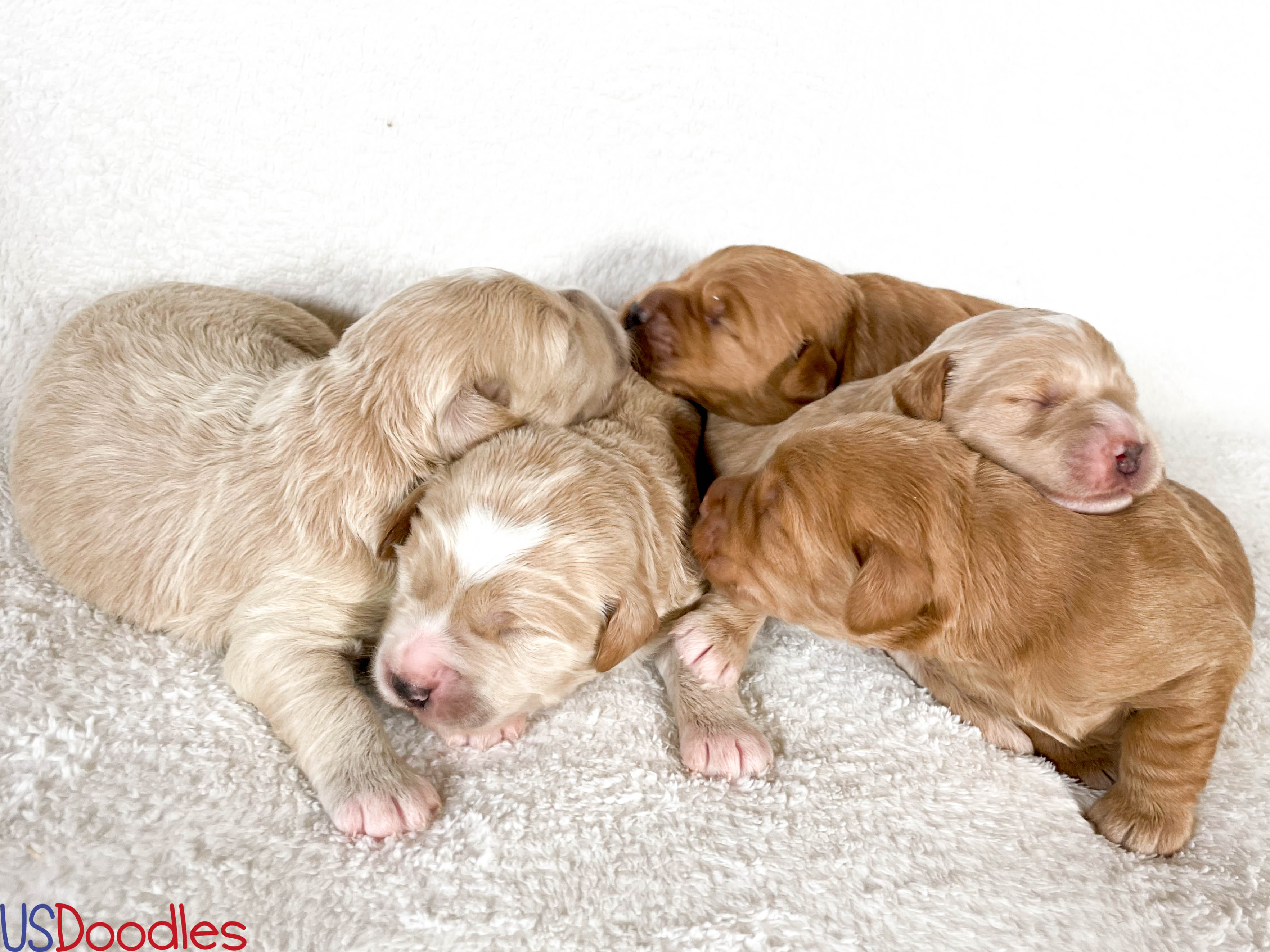 Available Puppies – USDoodles