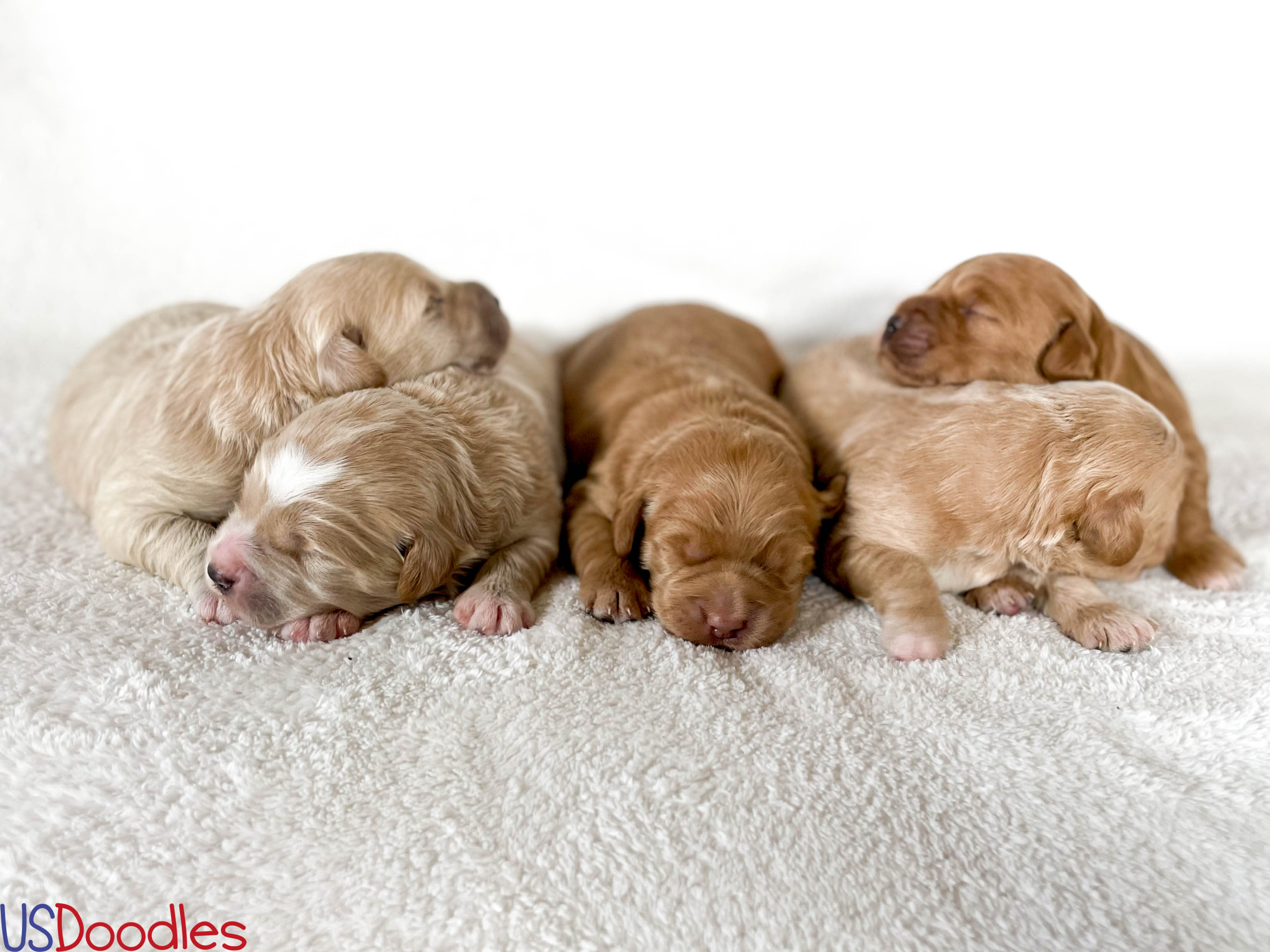 Available Puppies – USDoodles