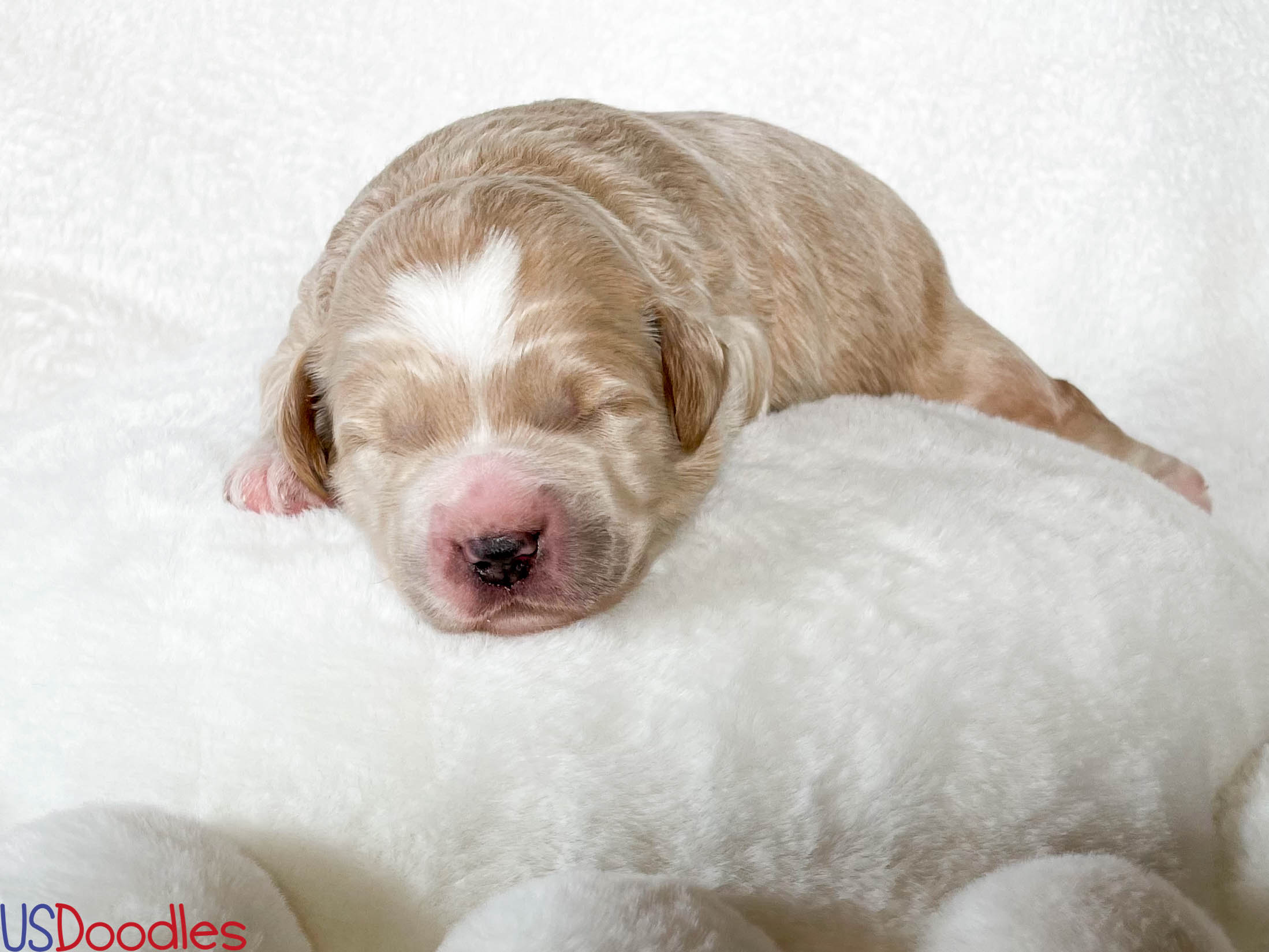 Available Puppies – USDoodles