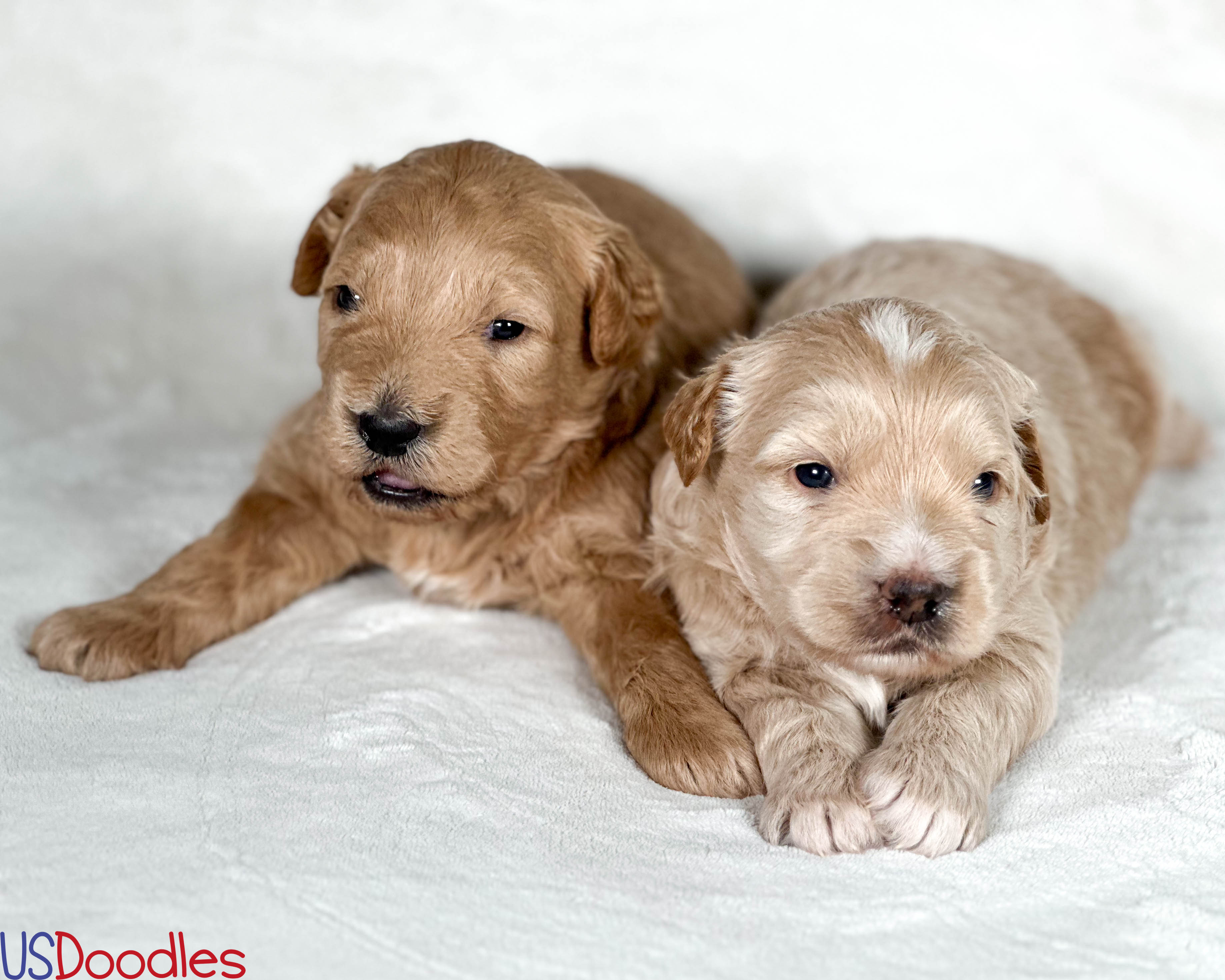 April2023Venus – Newborn-1 – USDoodles