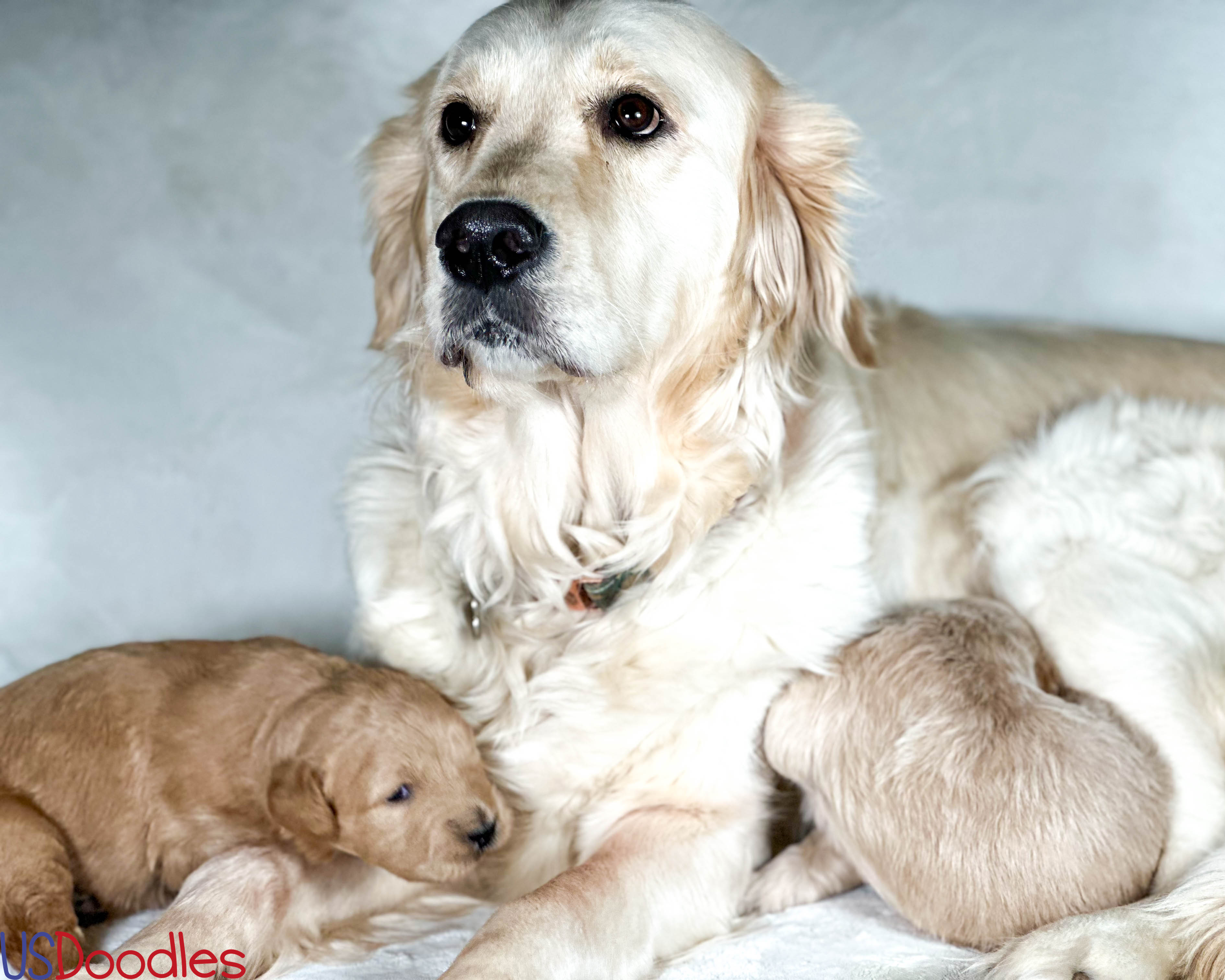 April2023Venus – Newborn-7 – USDoodles