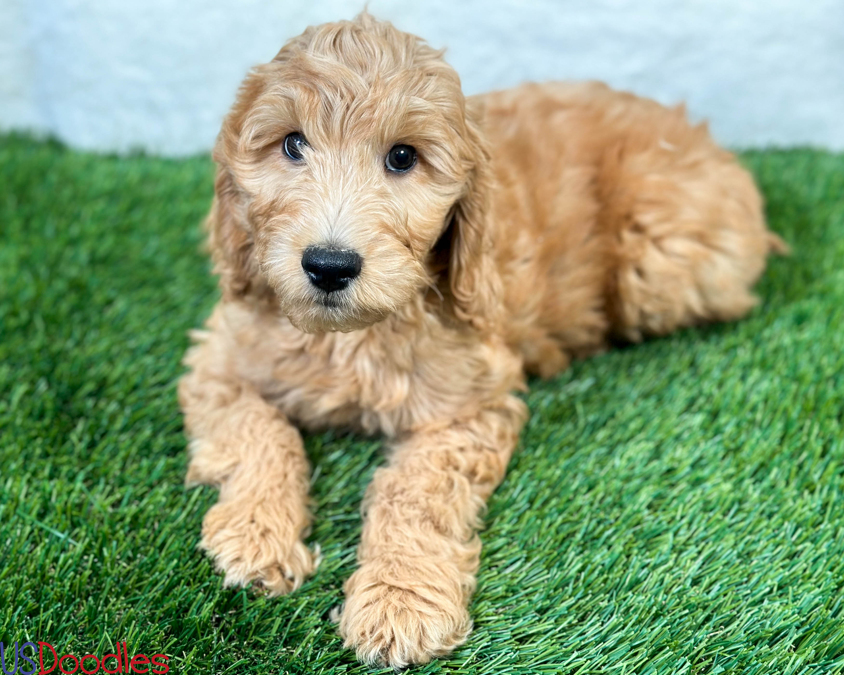 June2023Izzy – Blue Female-2 – USDoodles