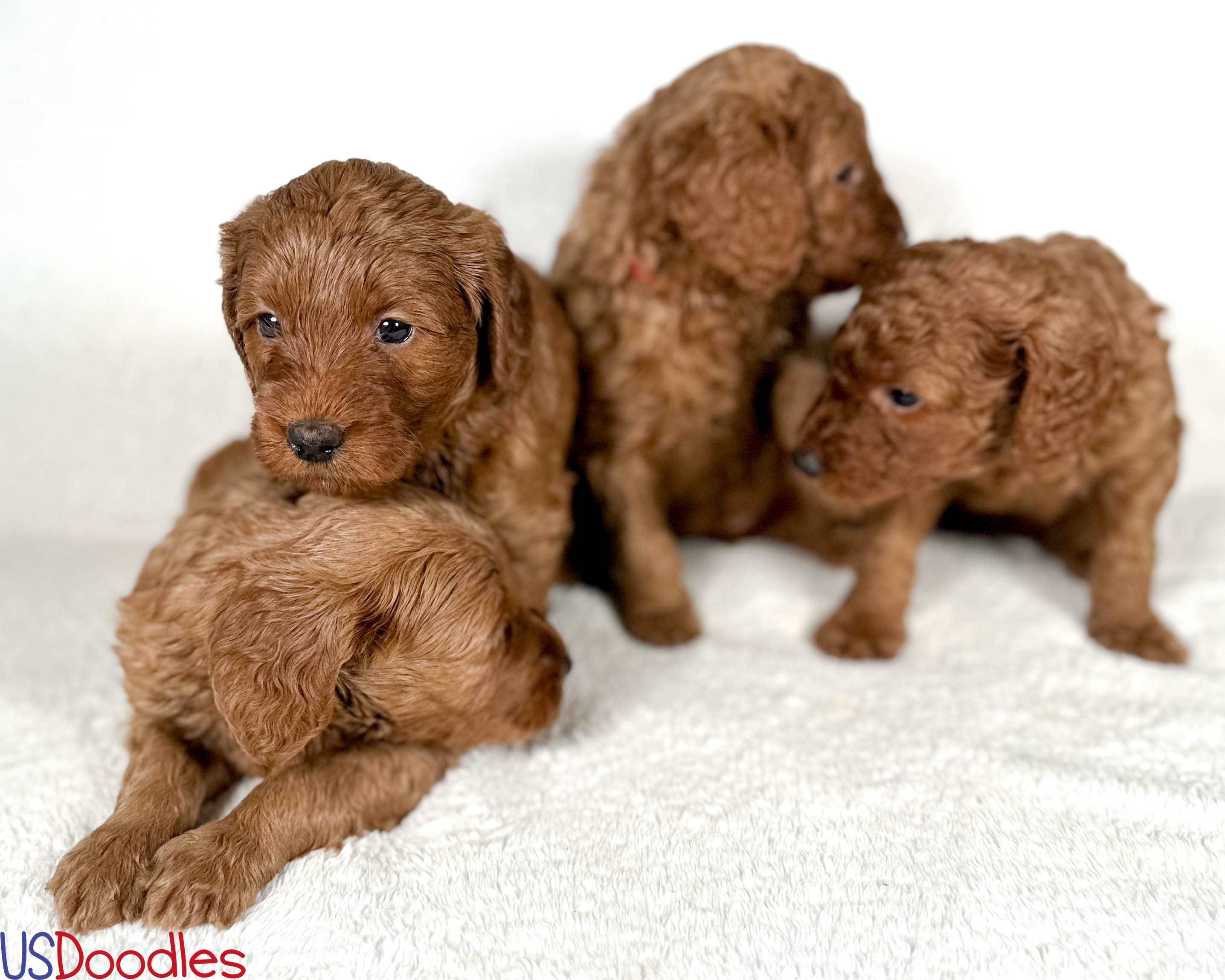 June2023Liza – Pickout Females-7 – USDoodles